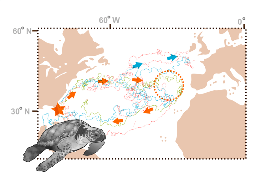 Found in NEMO | Current Conservation
