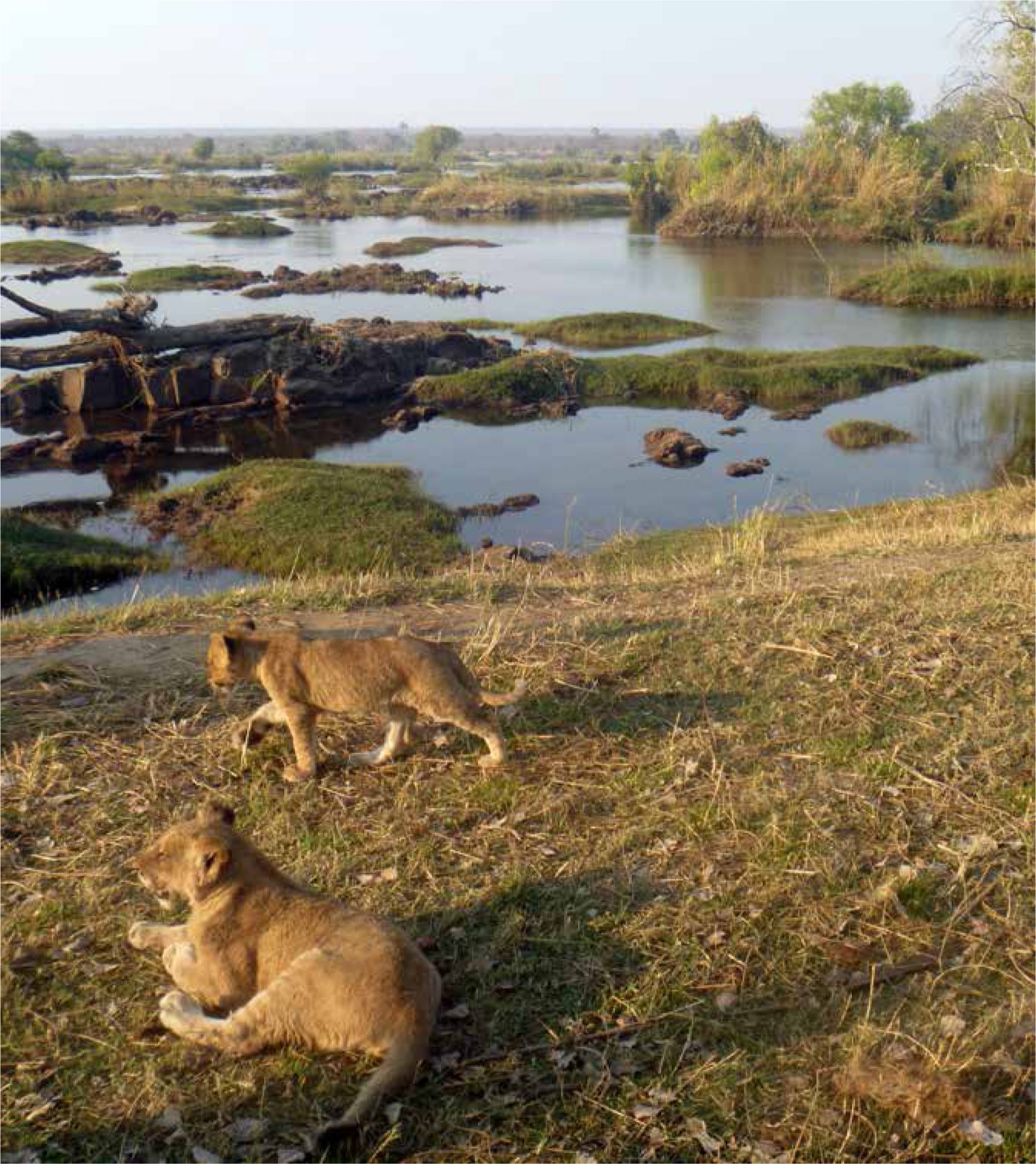 See Archives | Current Conservation