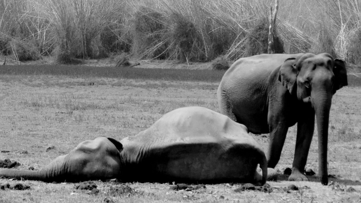 When an elephant dies | Current Conservation