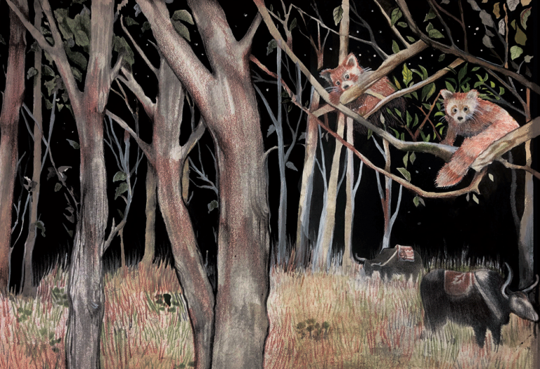 Pondering the Red Panda | Current Conservation