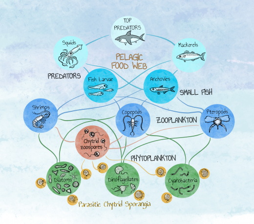 The bright side of chytrid algal parasites in pelagic food webs ...