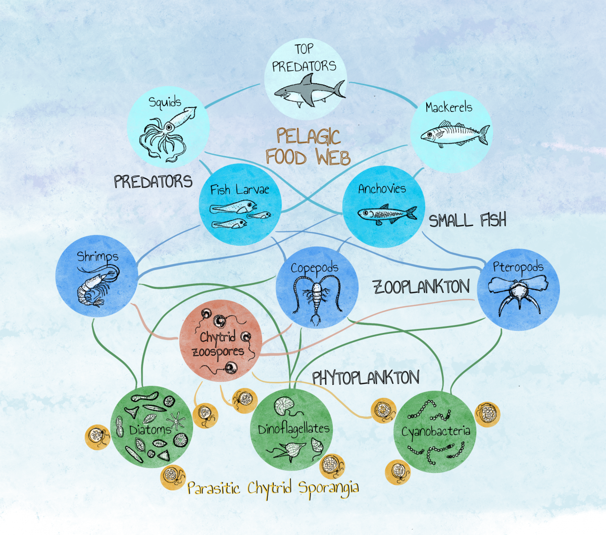 The bright side of chytrid algal parasites in pelagic food webs ...