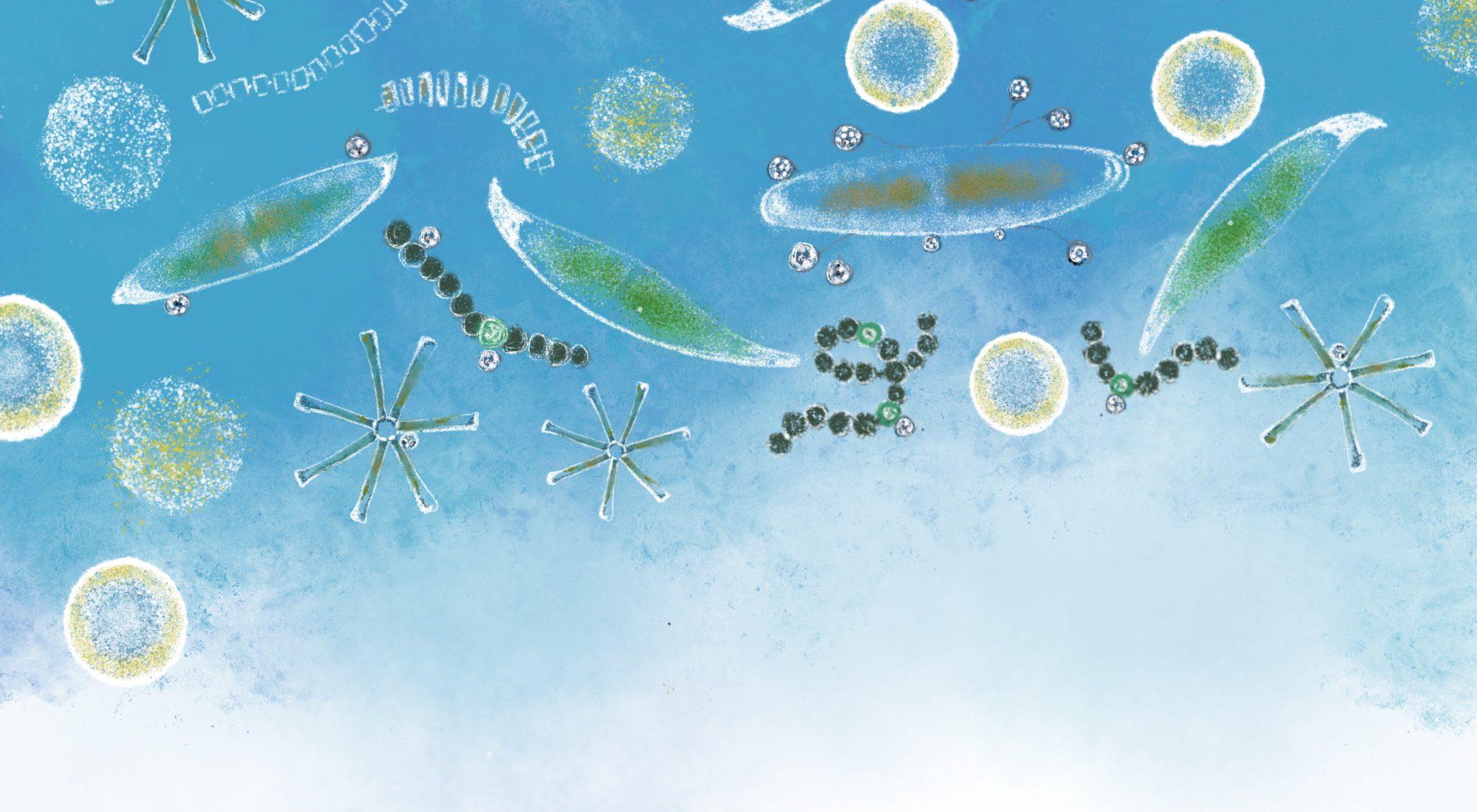 The bright side of chytrid algal parasites in pelagic food webs ...