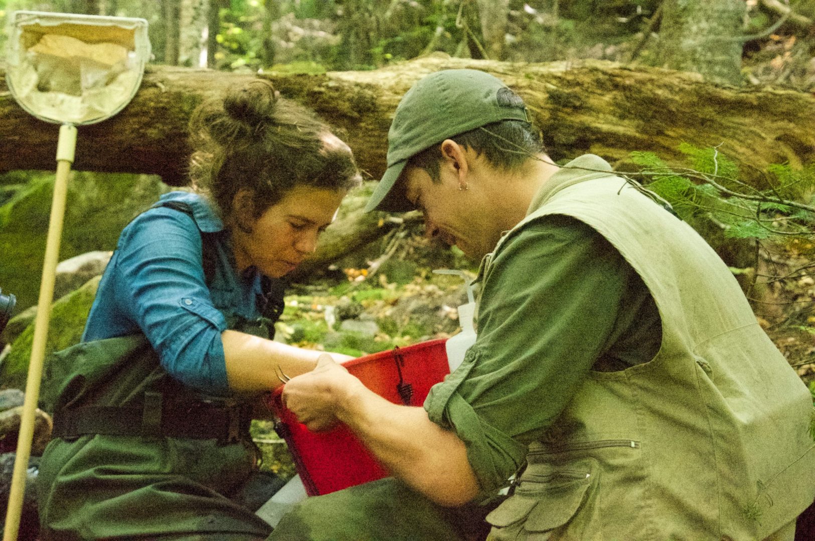 The ways we use and protect land around streams matter | Current ...