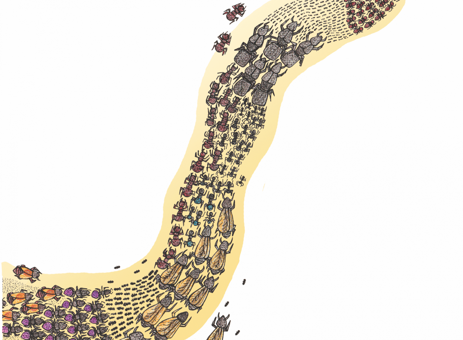 The Rediscovery of an Antique: the Dinosaur Ant | Current Conservation