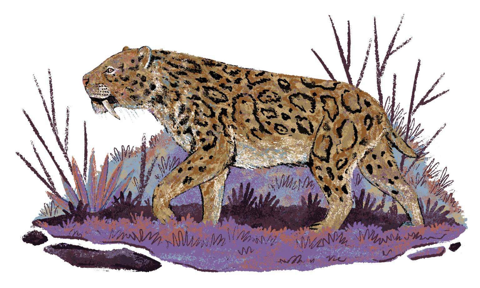 The new sabre-toothed cat: when pre-history comes alive! | Current ...