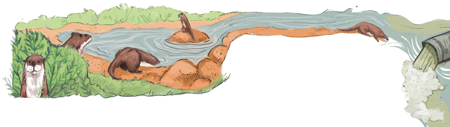 Otters: Evolution for Water Quality | Current Conservation