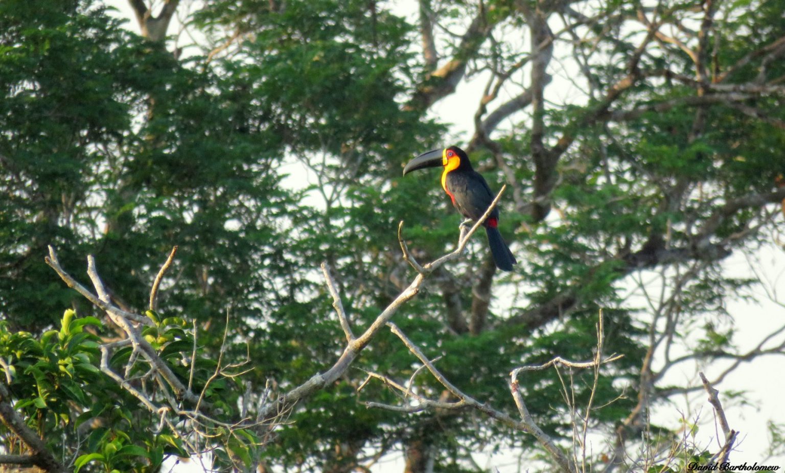 A Rainforest Expedition | Current Conservation