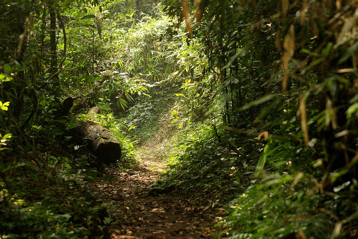 Guardians of the grove | Current Conservation