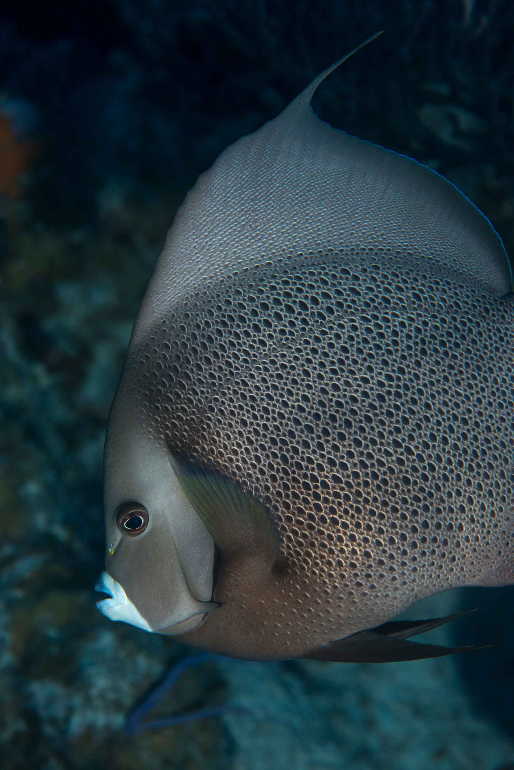 Fish Face | Current Conservation