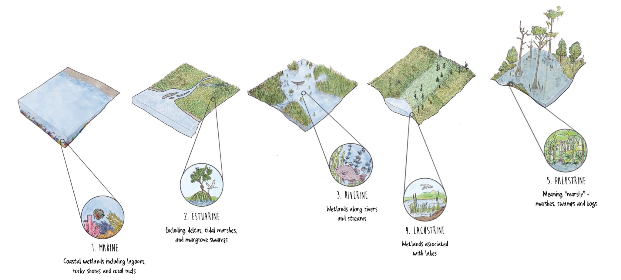 Anatomy of a wetland | Current Conservation