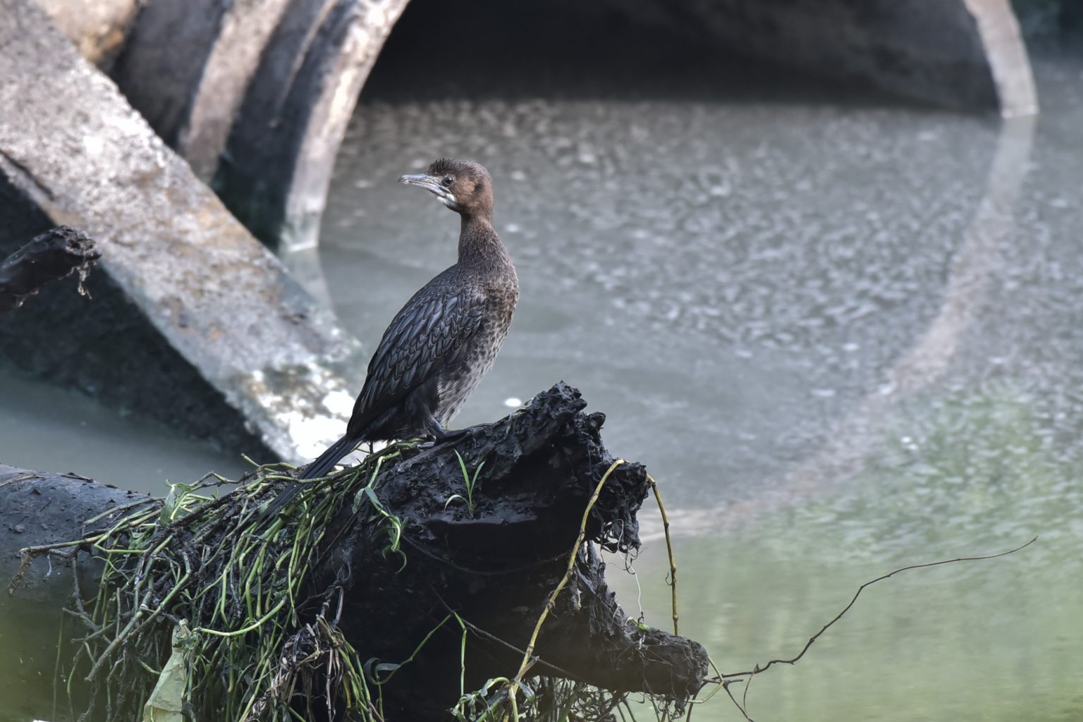 Where have the birds gone? On declining urban bird diversity | Current ...