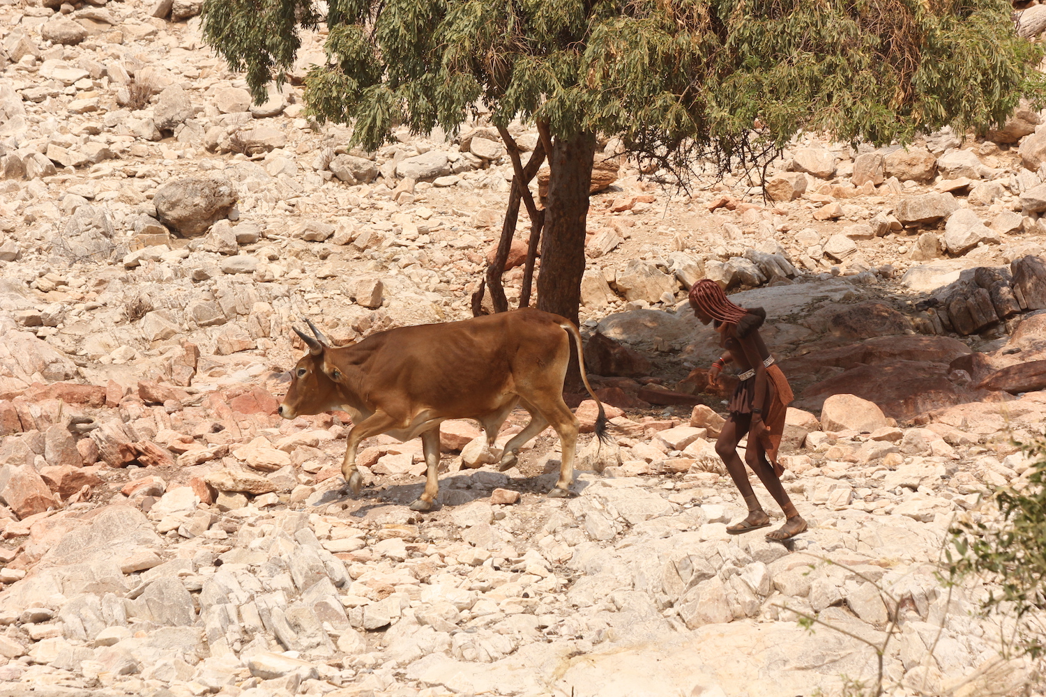 Rural Namibians respond to anti-hunting campaigns | Current Conservation