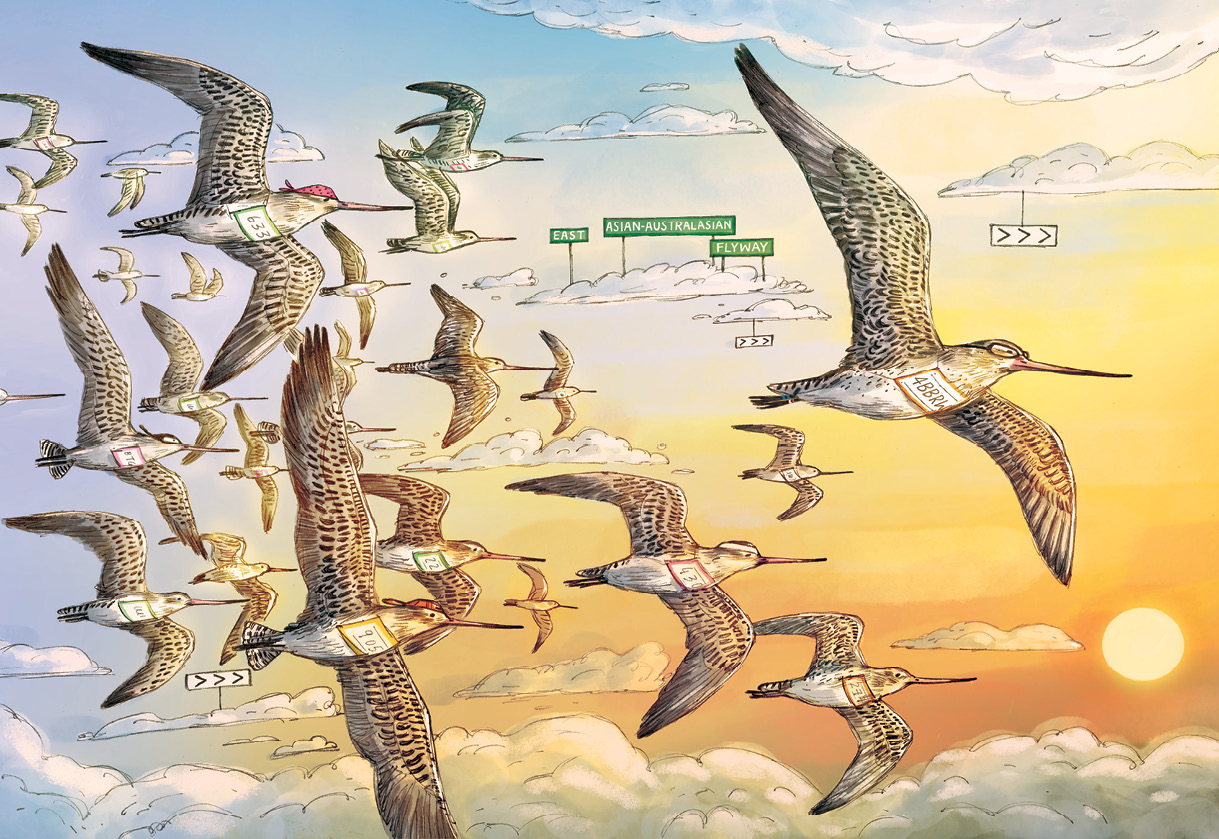 A day in the life of a bar-tailed godwit | Current Conservation