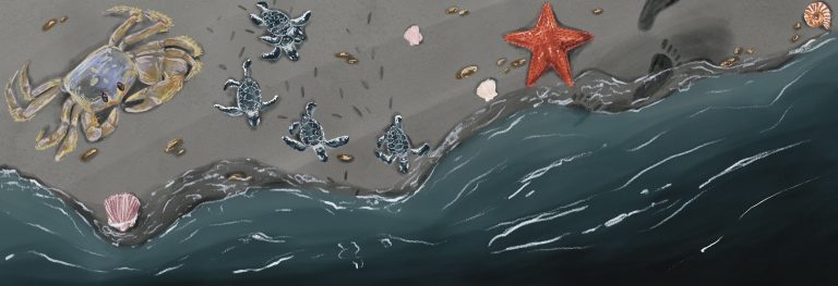 The bright side of chytrid algal parasites in pelagic food webs ...