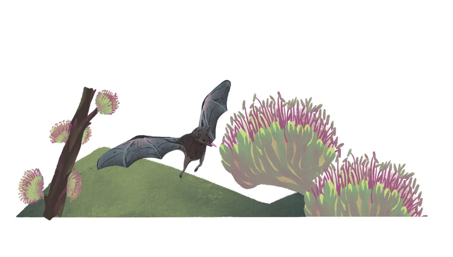 “Agaves give us life”: Restoring agaves for bats and people | Current ...