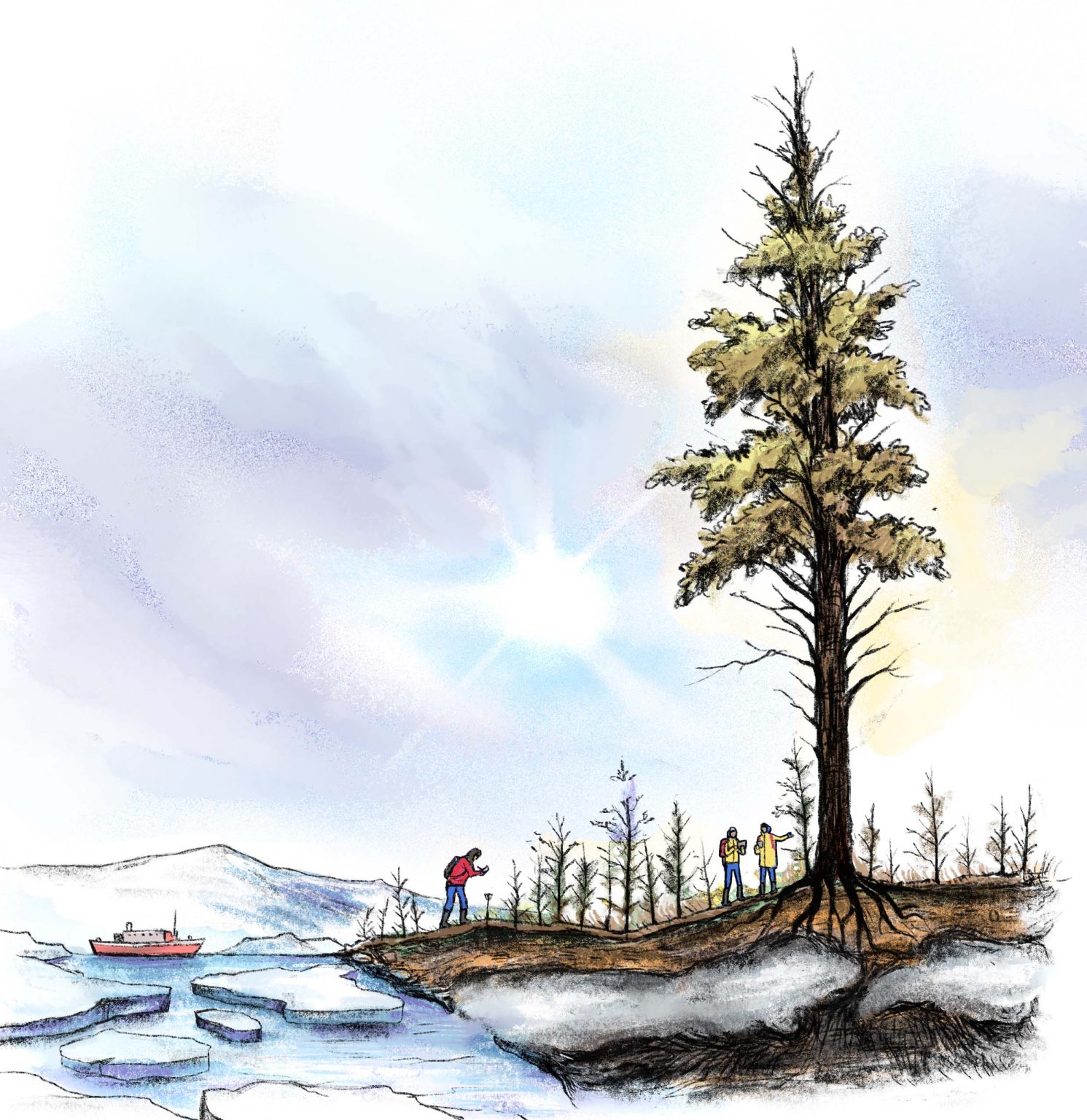 Trees—the auditees of nature | Current Conservation