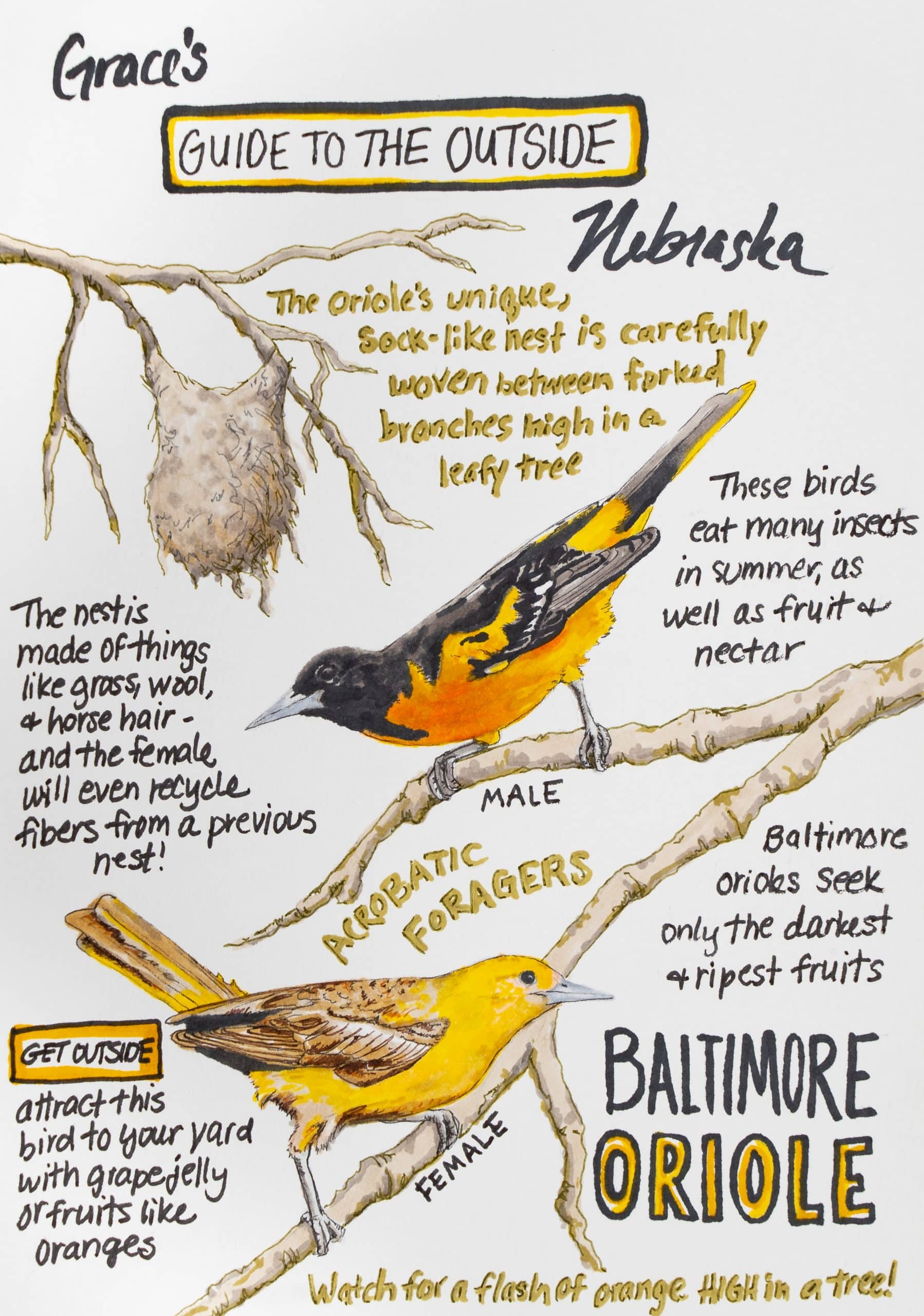 Learning locally with nature and art | Current Conservation