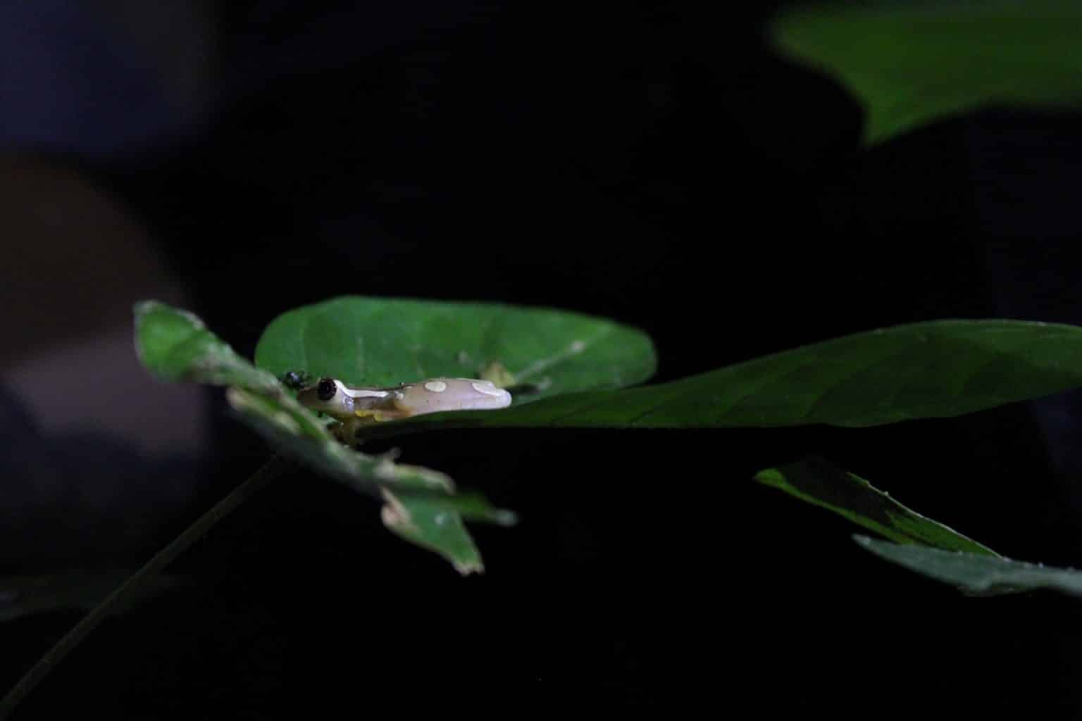 Finding Frogs and Tracing Tracks | Current Conservation