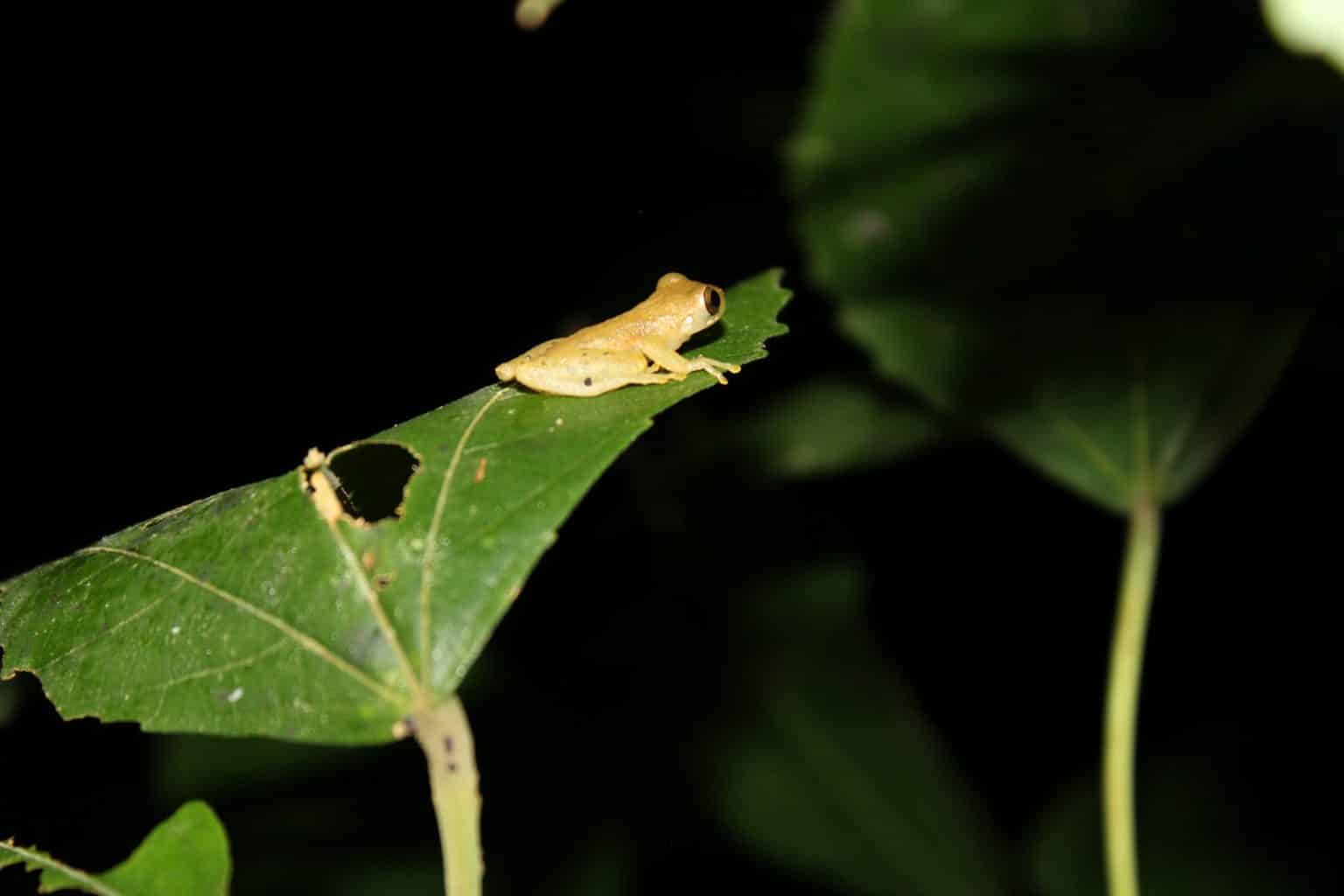 Finding Frogs and Tracing Tracks | Current Conservation