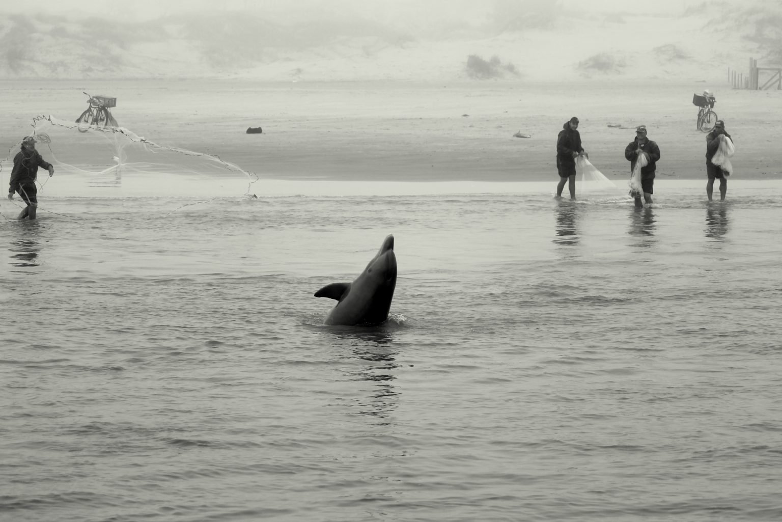 How we can safeguard rare cases of cooperation between people and wild ...