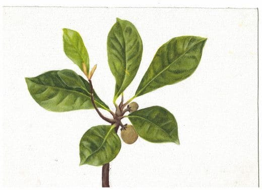 On forest remnants and scarce jewels | Current Conservation