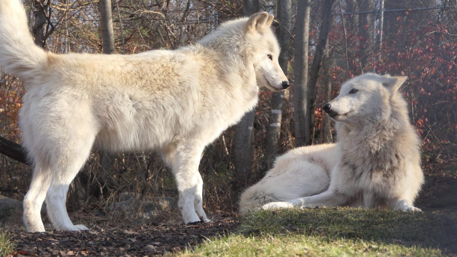 wolves deserve our best science, not vilification | Current Conservation