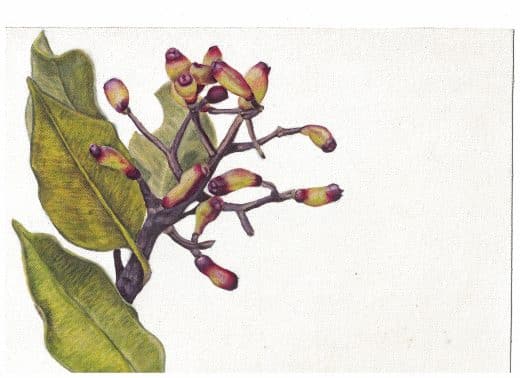 On forest remnants and scarce jewels | Current Conservation