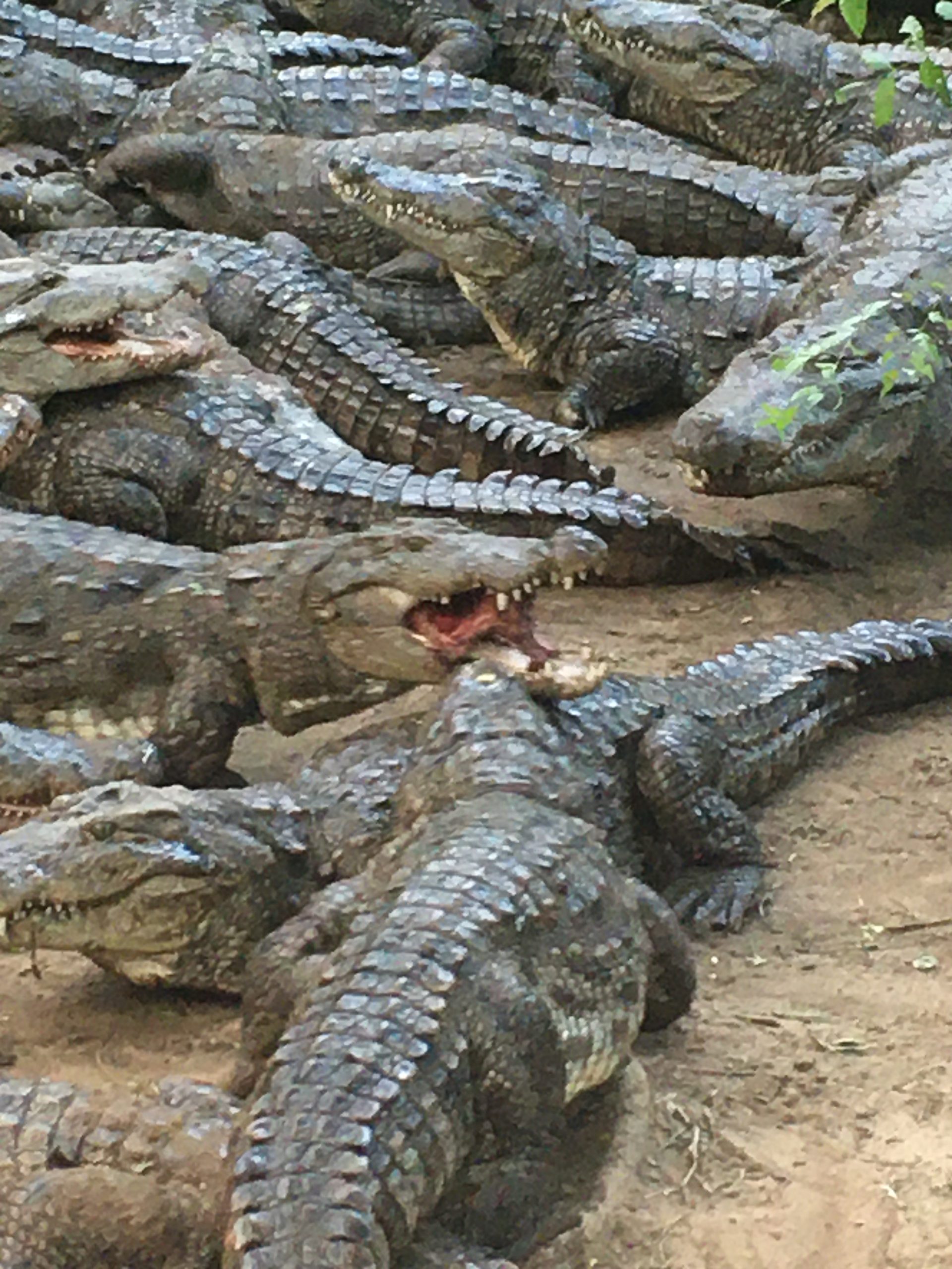 The Madras Crocodile Bank Trust: Placing a premium on green open spaces ...