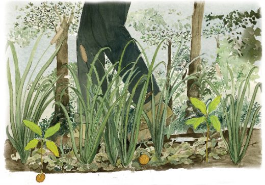 THE MIGHTY INDIAN REDWOOD TREE | Current Conservation