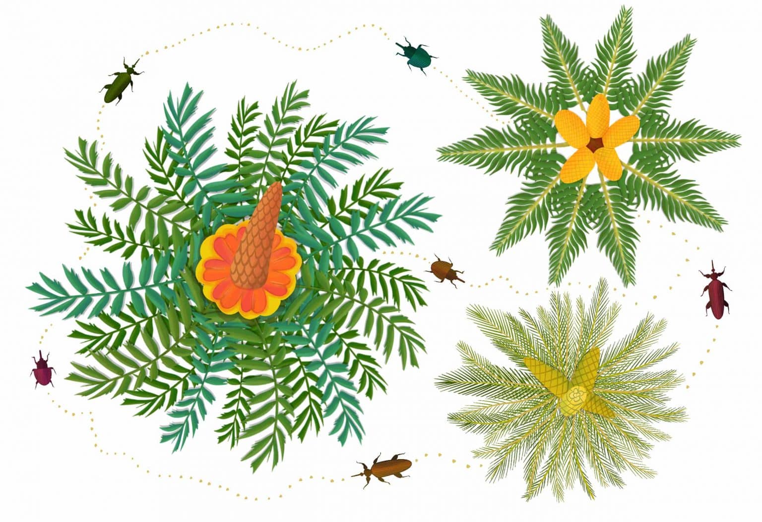 Disappearing pollinators and extinction of the world’s oldest seed ...