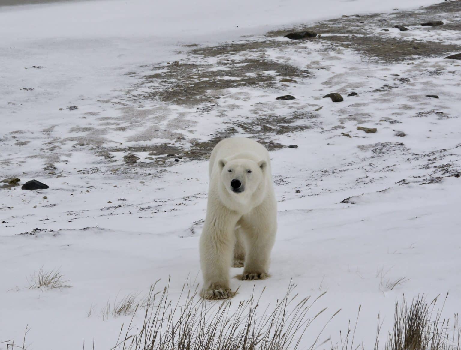 Conservation Current Conservation