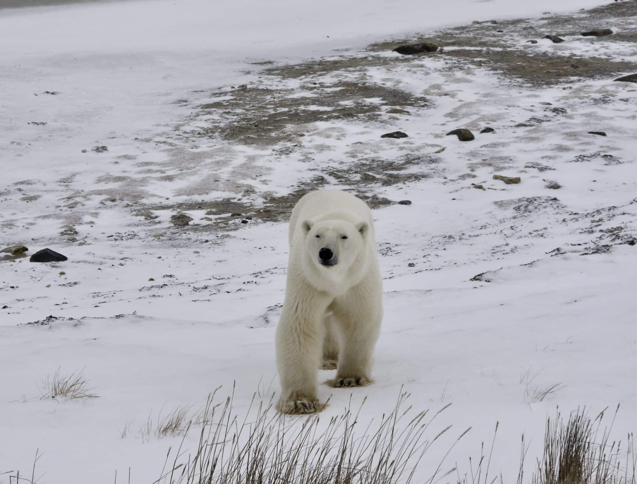 Conservation | Current Conservation