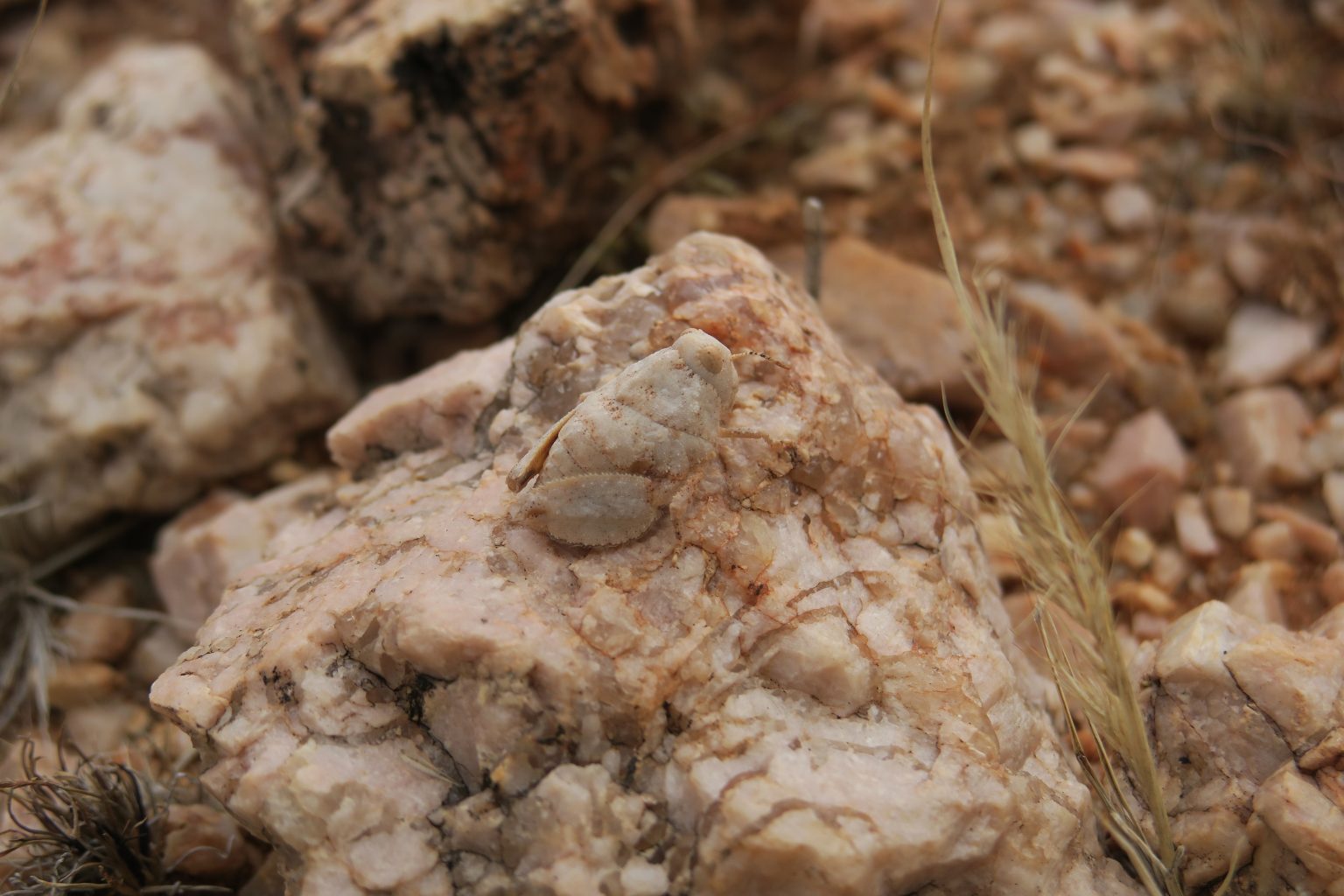 Read Archives | Current Conservation