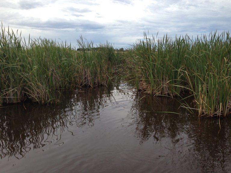 Captive breeding informed by genetics leads to long-term success in the ...