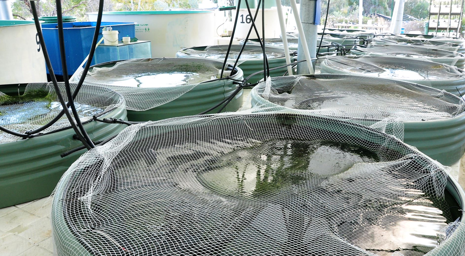 Captive breeding informed by genetics leads to long-term success in the ...