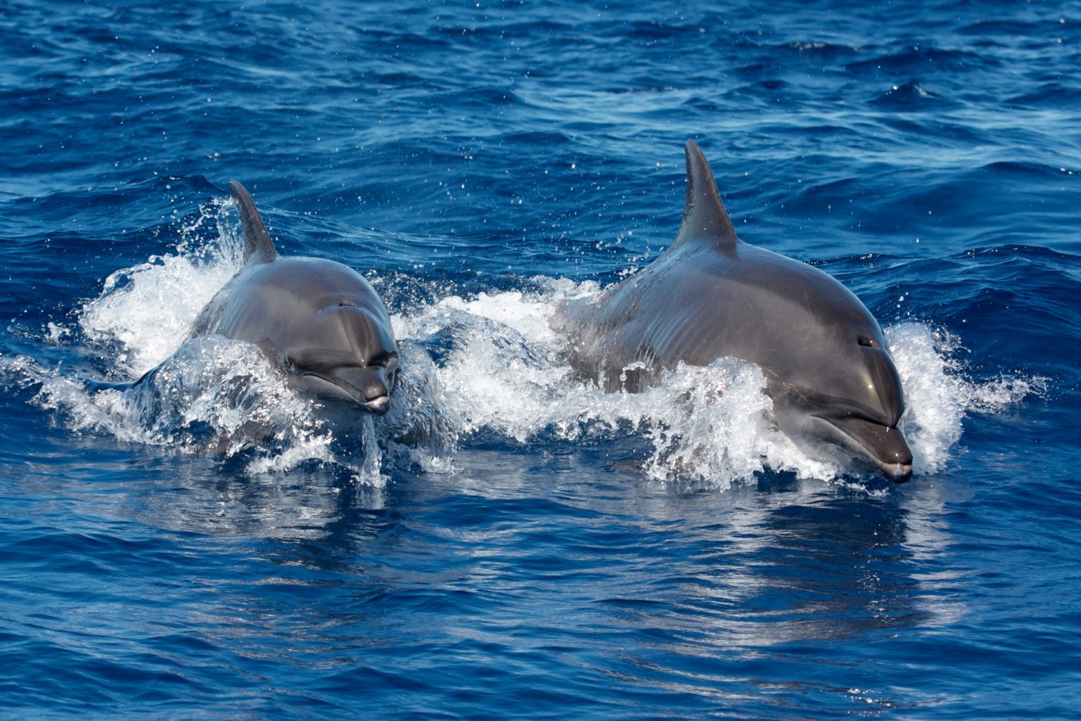 Understanding how experts classify species as extinct | Current Conservation