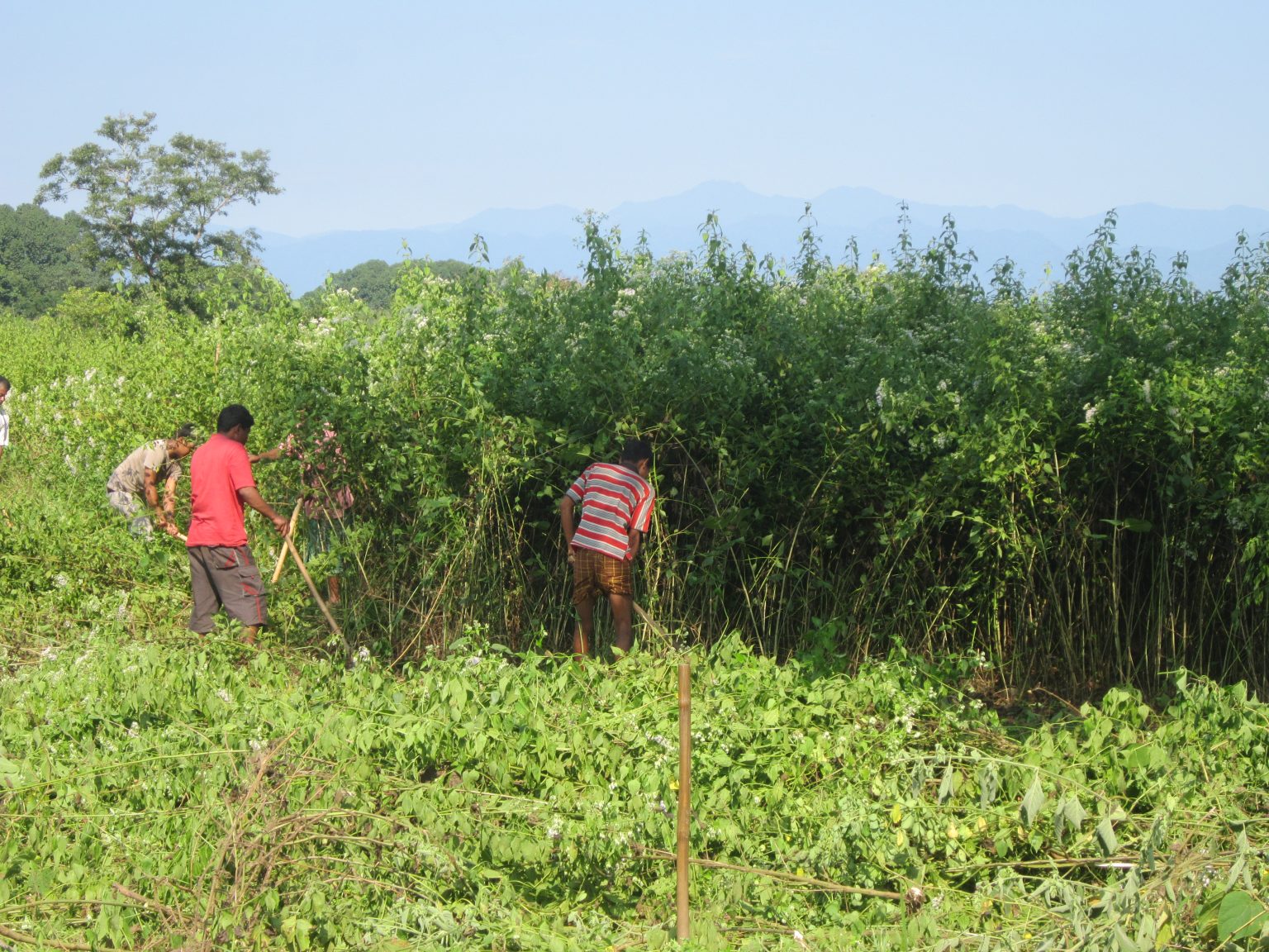 Invasion to Recovery: A Saga of the Grasslands | Current Conservation