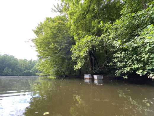 Can freezing frog sperm help with conservation efforts? | Current ...