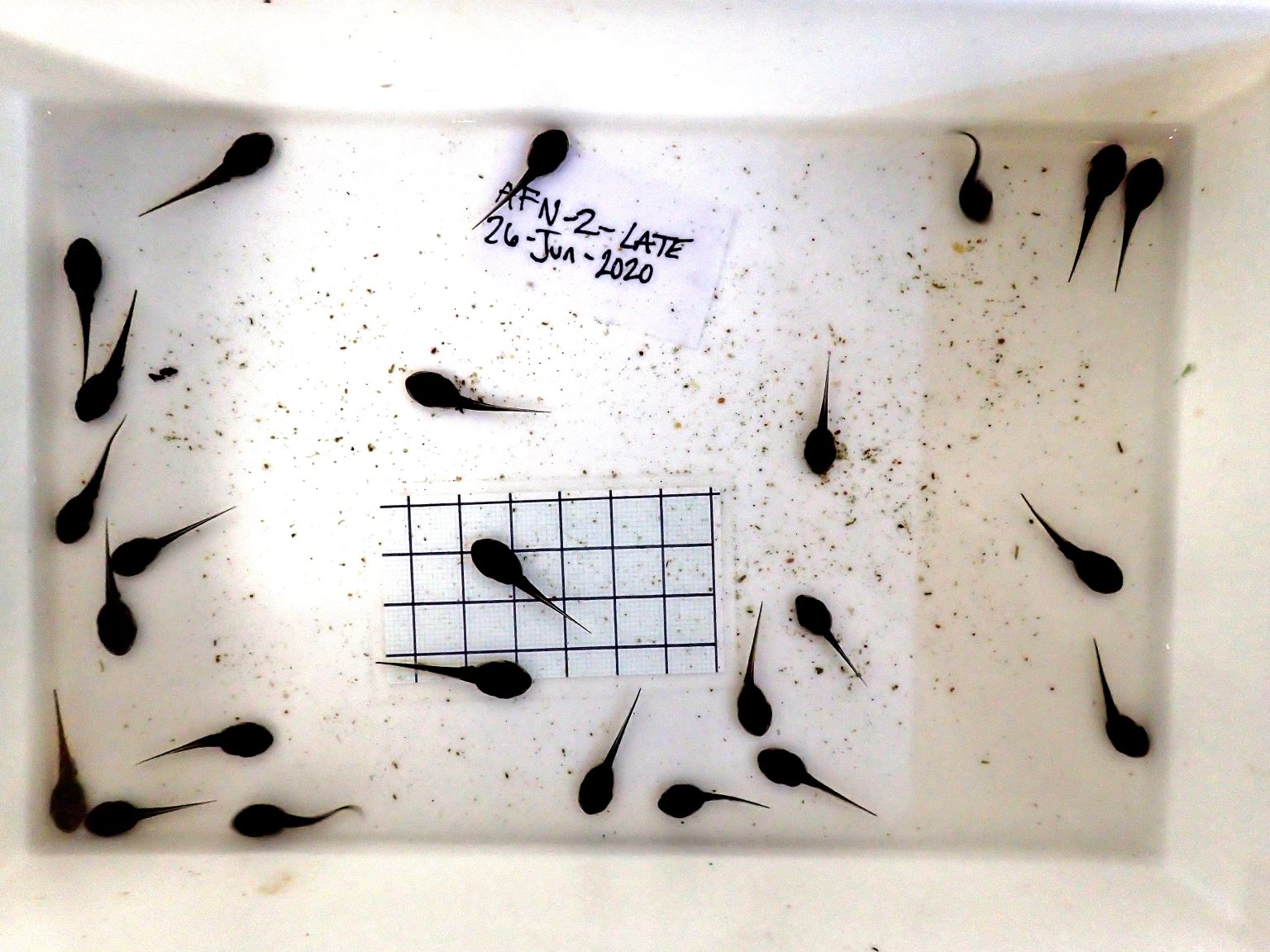 Can freezing frog sperm help with conservation efforts? | Current ...