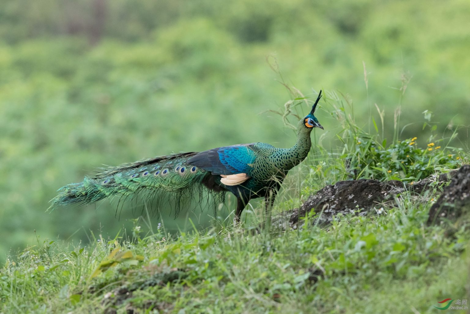 Green peafowl can coexist with livestock grazing | Current Conservation