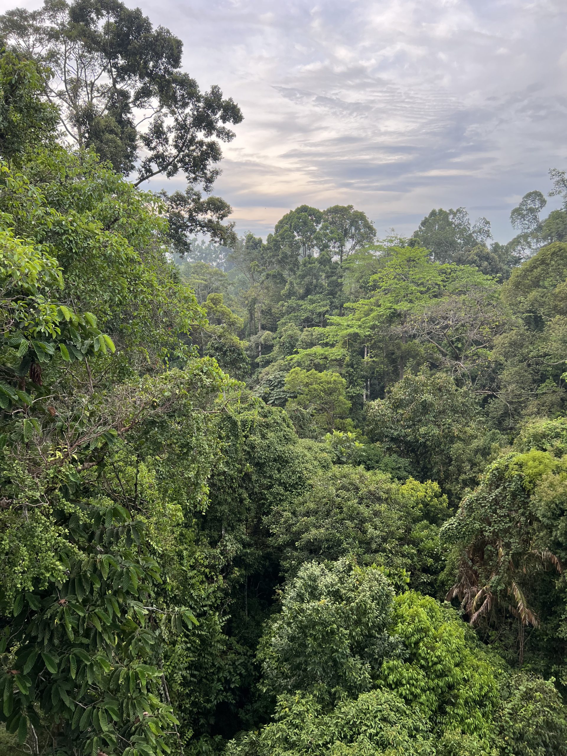 Trekking tigers: Wildlife corridors provide hope for wild tiger ...