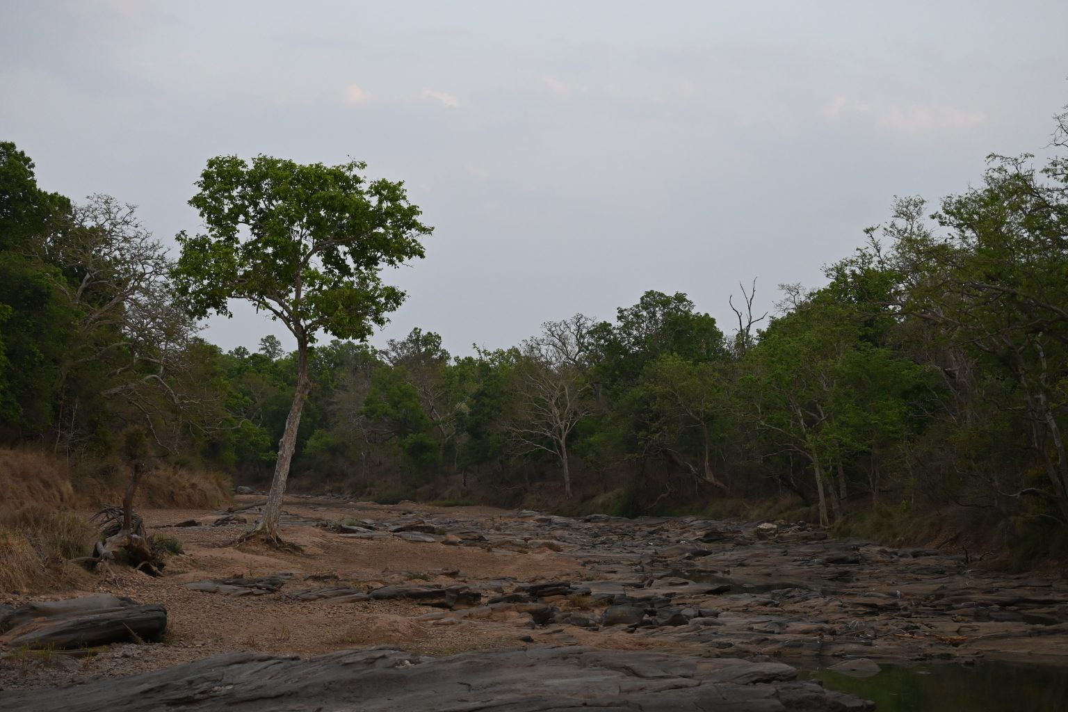 The Banjar River by Night | Current Conservation