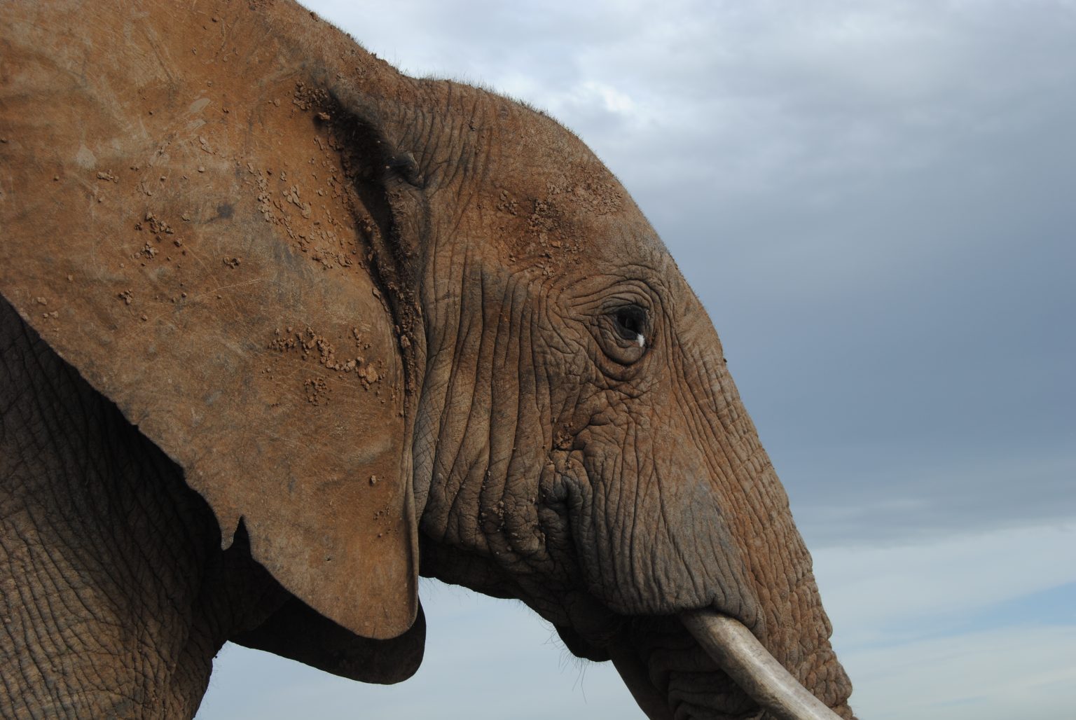 Temporary Vertigo | Current Conservation