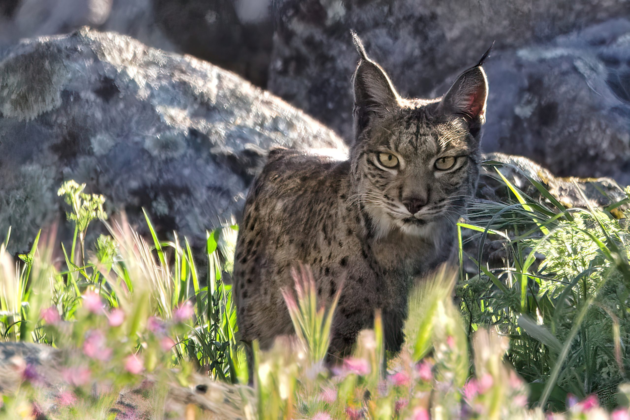 The Iberian lynx´s silent spring | Current Conservation