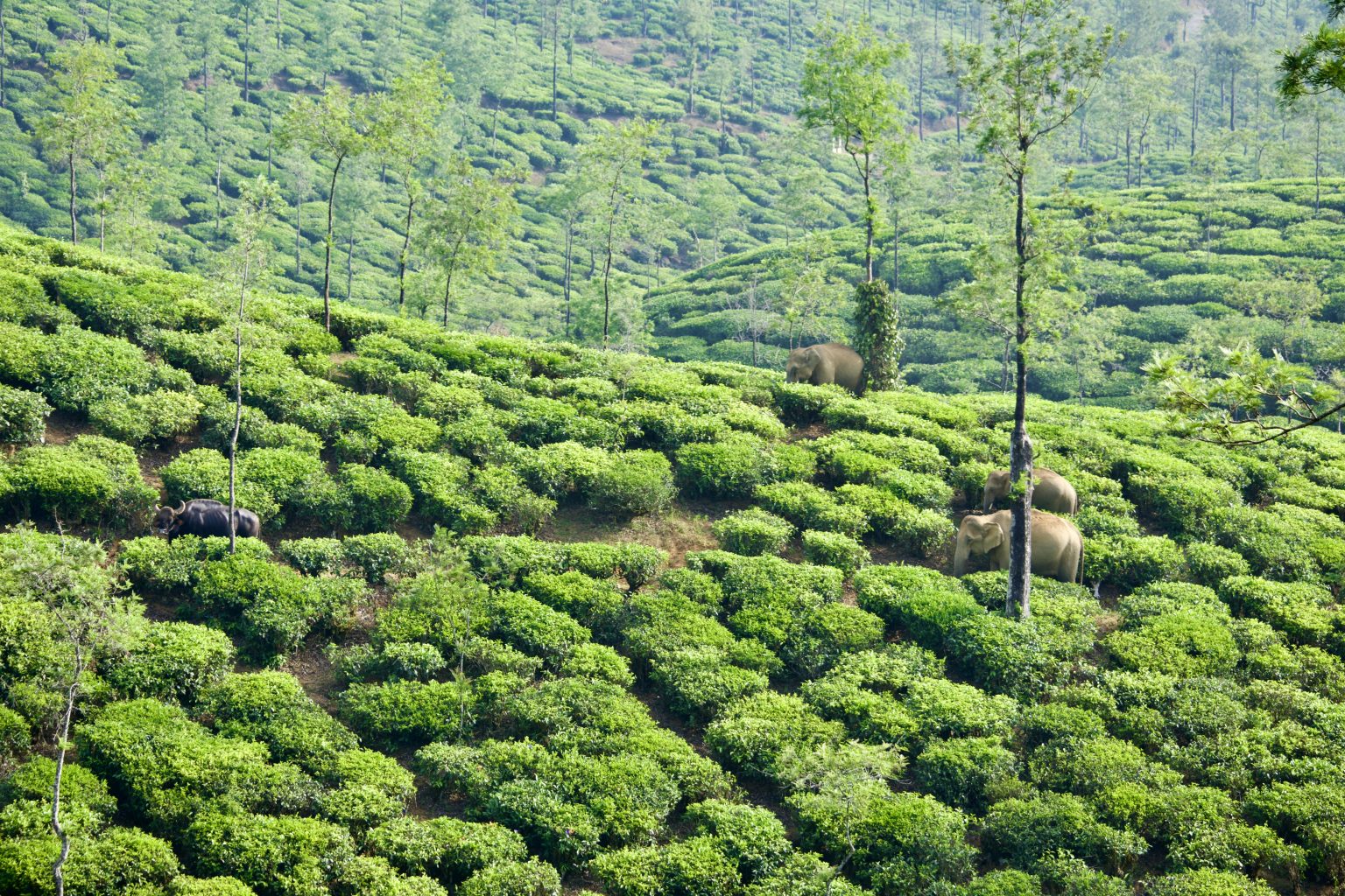 Read Archives | Current Conservation