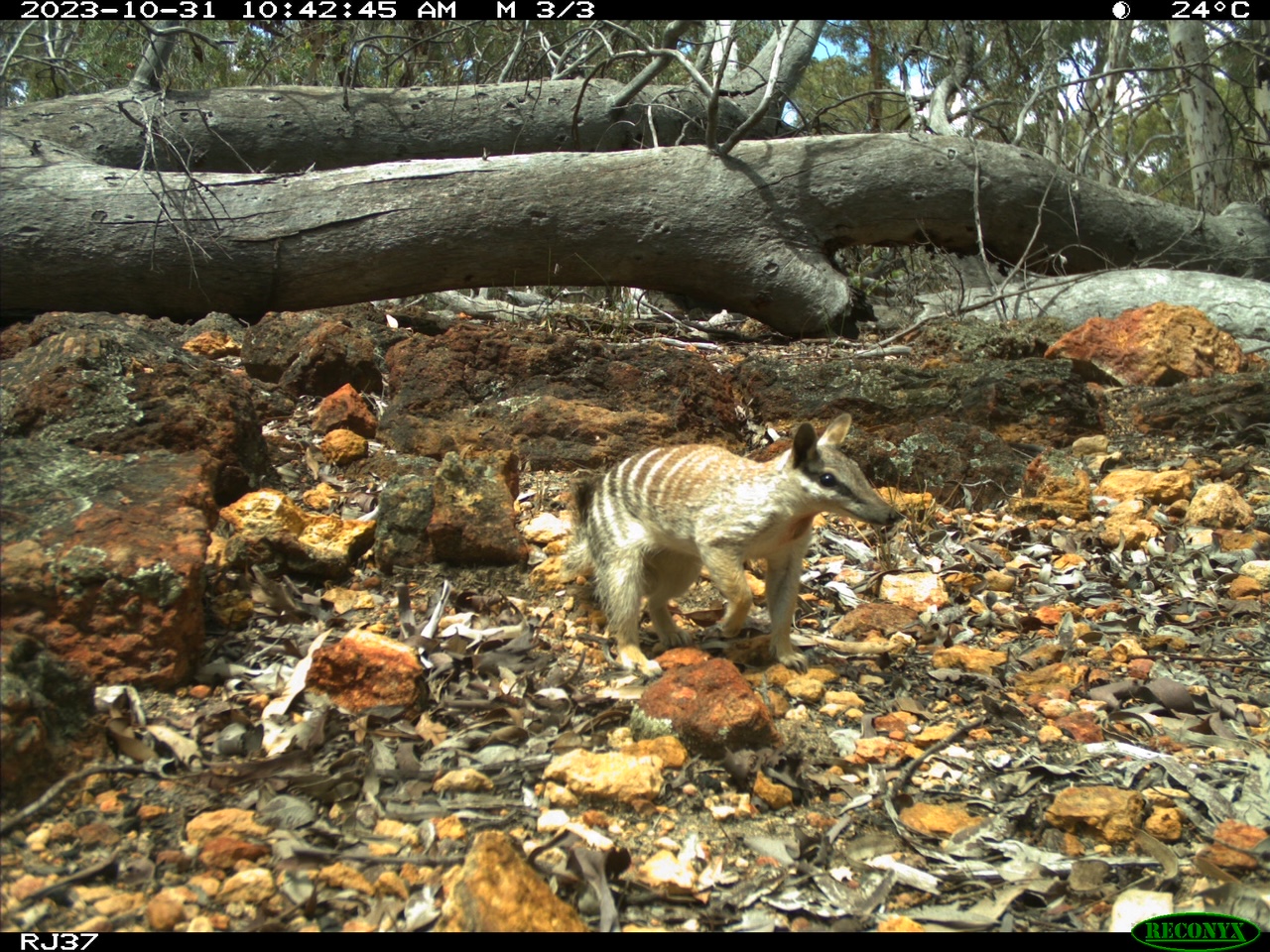 A tale of the misunderstood crocodile | Current Conservation