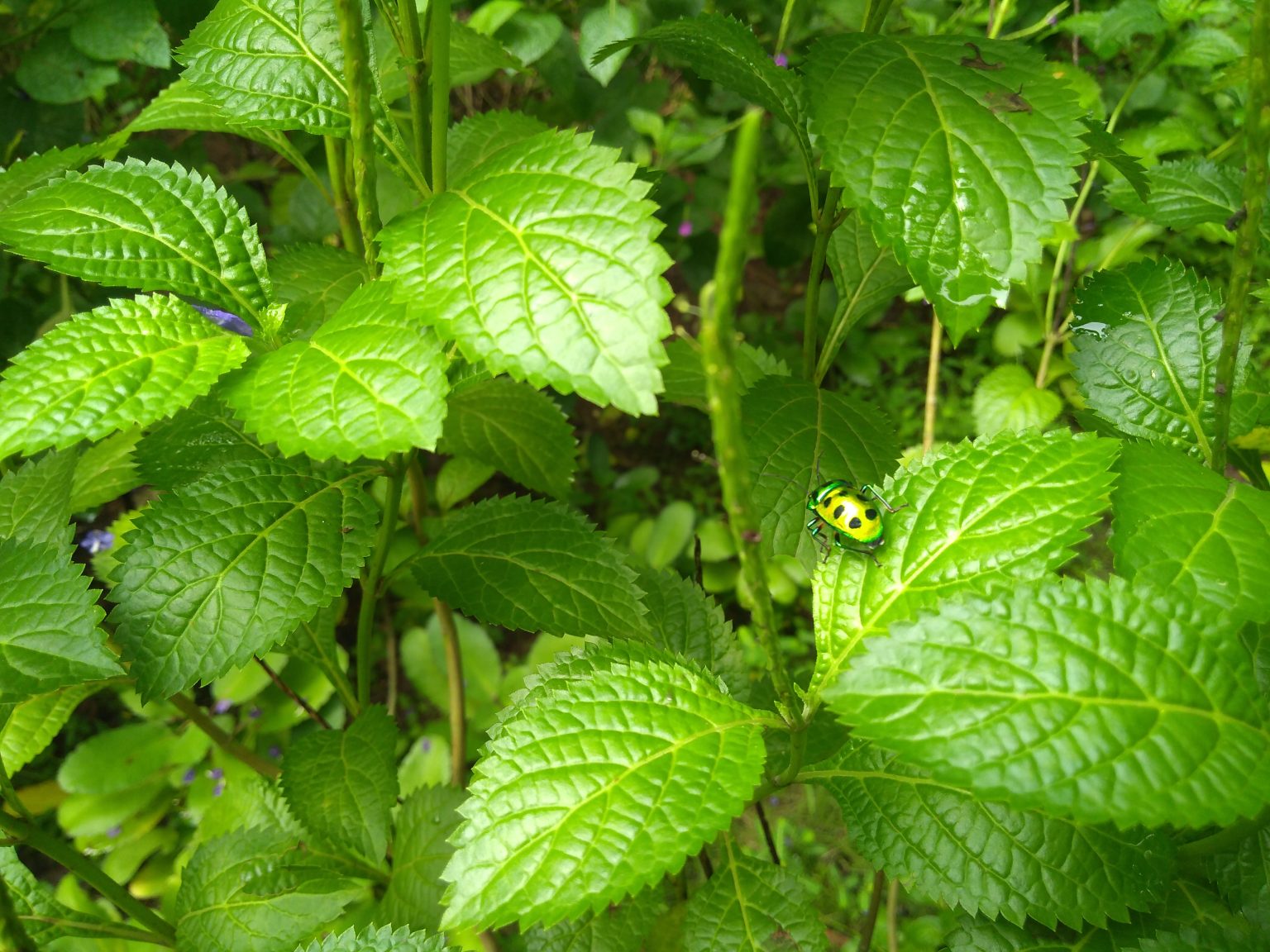 Everyday observations: finding the extraordinary in the ordinary ...