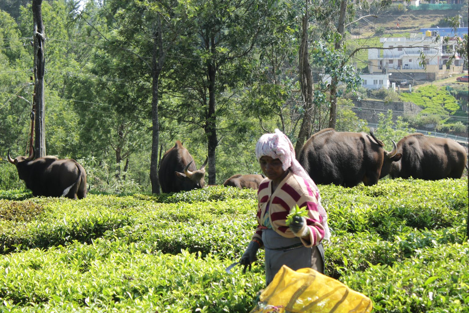 What is conservation? The struggle over boundaries and definitions ...