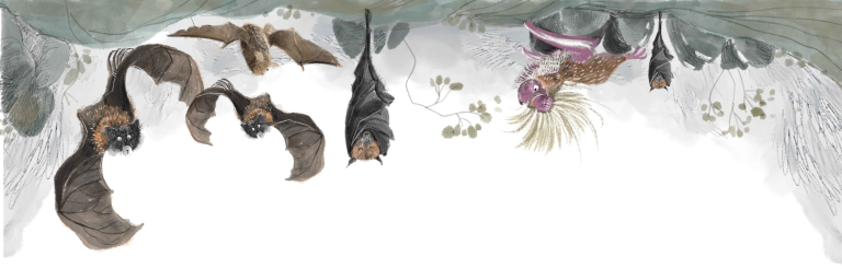 Beautiful Bats | Current Conservation